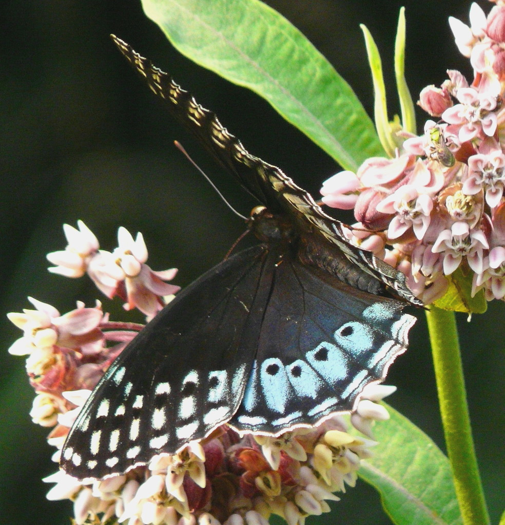 Diana Fritillary from Roanoke County, VA, USA on July 8, 2010 at 09:24 ...