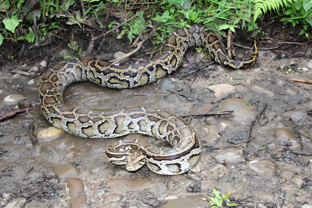 Burmese Python in July 2011 by Rajib Rudra Tariang · iNaturalist