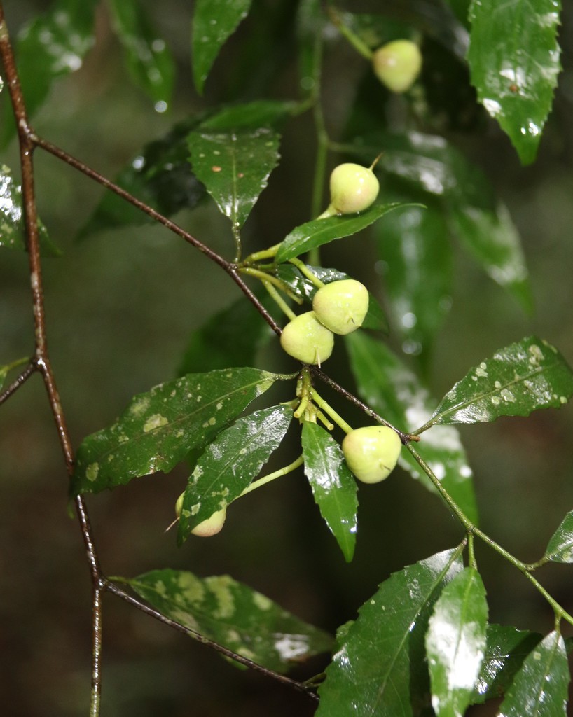 (Rinorea) - Botanical Realm