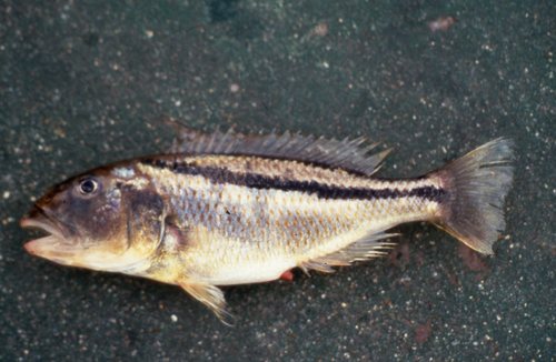 Malawi Hawk Cichlid (Aristochromis christyi) · iNaturalist