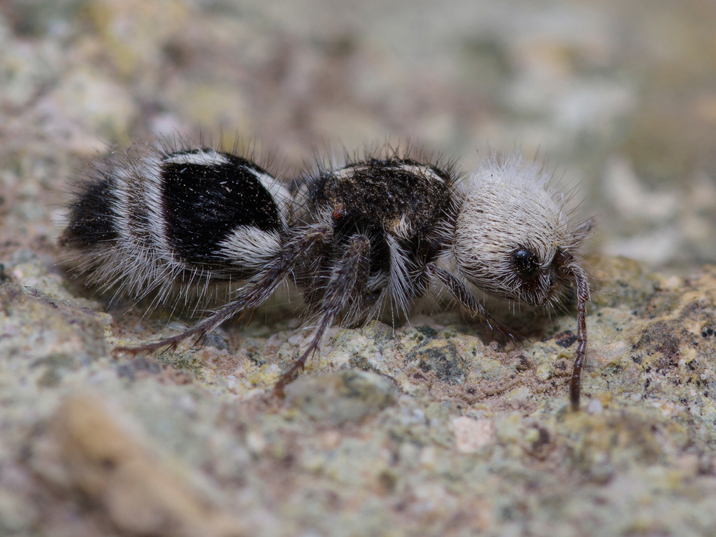 Panda Ant from Camino a Farellones, Curvas on November 15, 2020 at 05: ...
