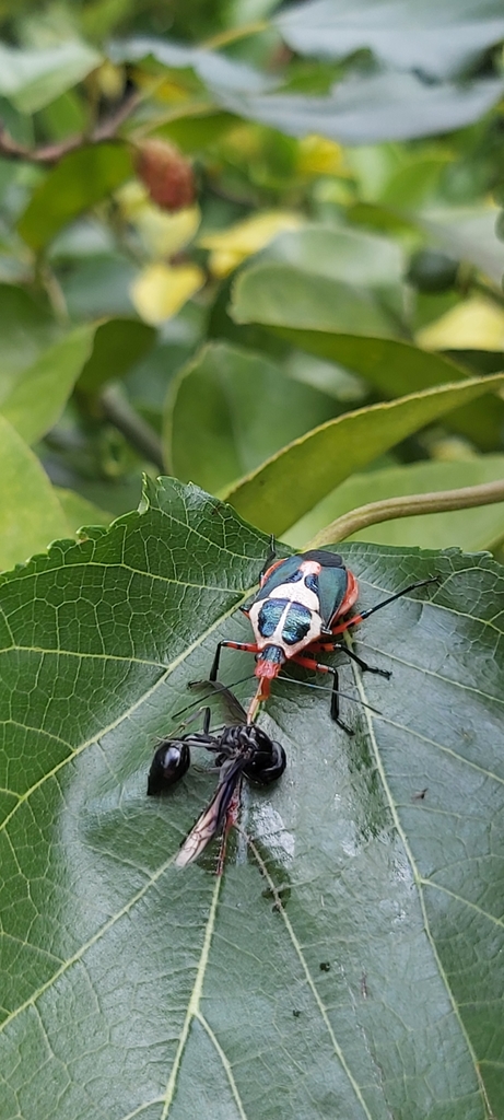 Florida Predatory Stink Bug from Provincia de Alajuela, La Granja ...