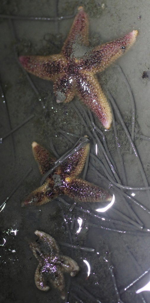 Northern Pacific Sea Star from Halibut Cove, AK 99603, USA on November ...