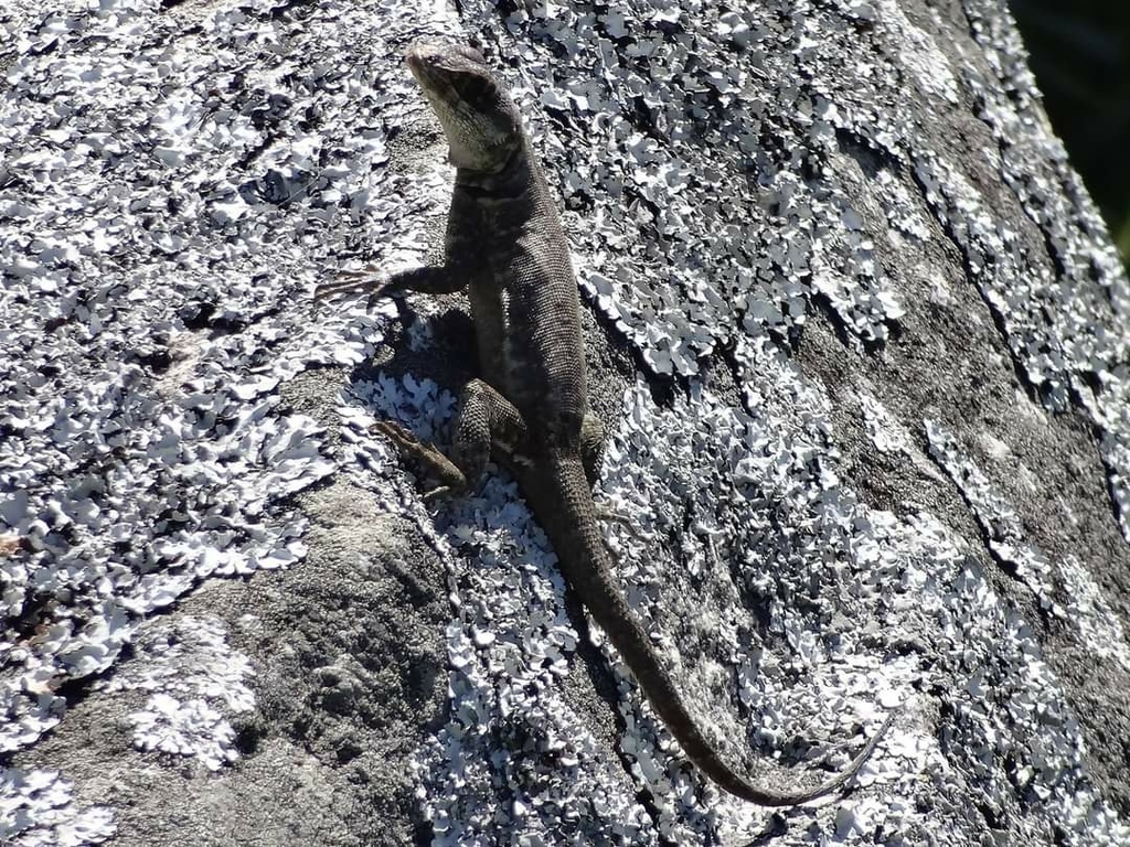 Tropidurus imbituba from Praia Da Vila, Imbituba SC on March 13, 2016 ...