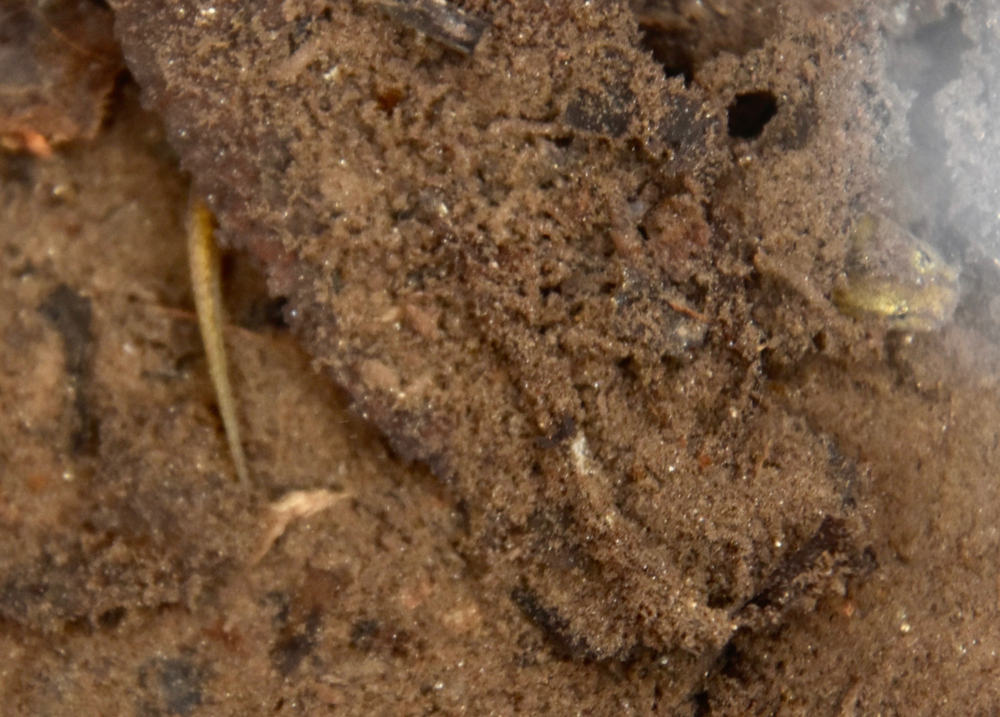 Eurycea neotenes Bishop & Wright, 1937