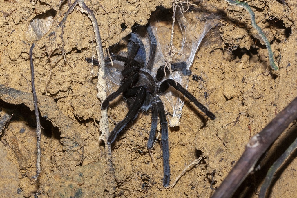 Asia-Pacific Tarantulas from Permai Rainforest Resort, Sarawak on March ...