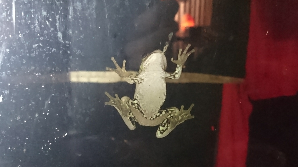 Spotted-thighed Frog (Bollygum Dell Biodiversity) · iNaturalist