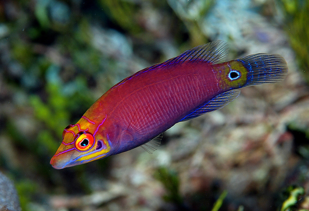 Mystery Wrasse