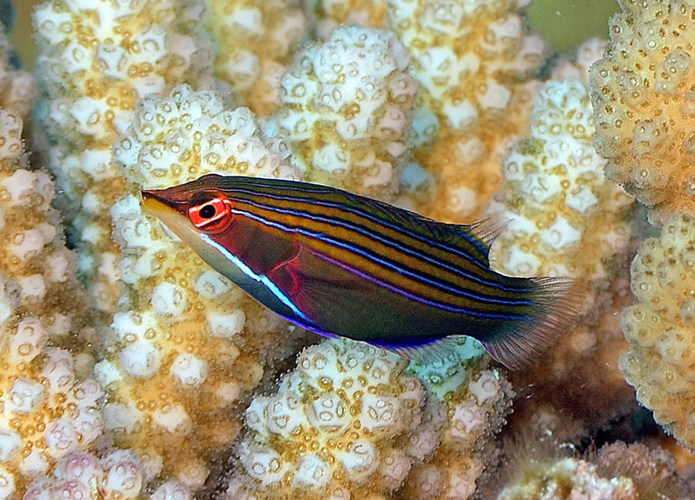 Four-lined Wrasse (Wildlife of the United States - Fish Pt.3) · iNaturalist
