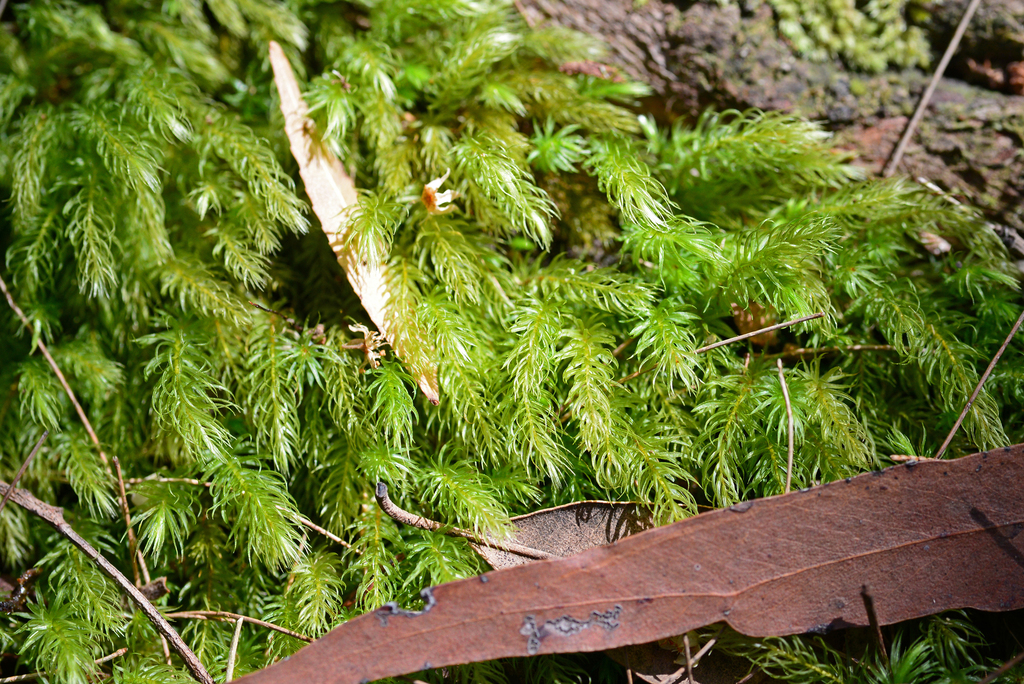 Pyrrhobryum spiniforme from Glenbrook NSW 2773, Australia on November ...