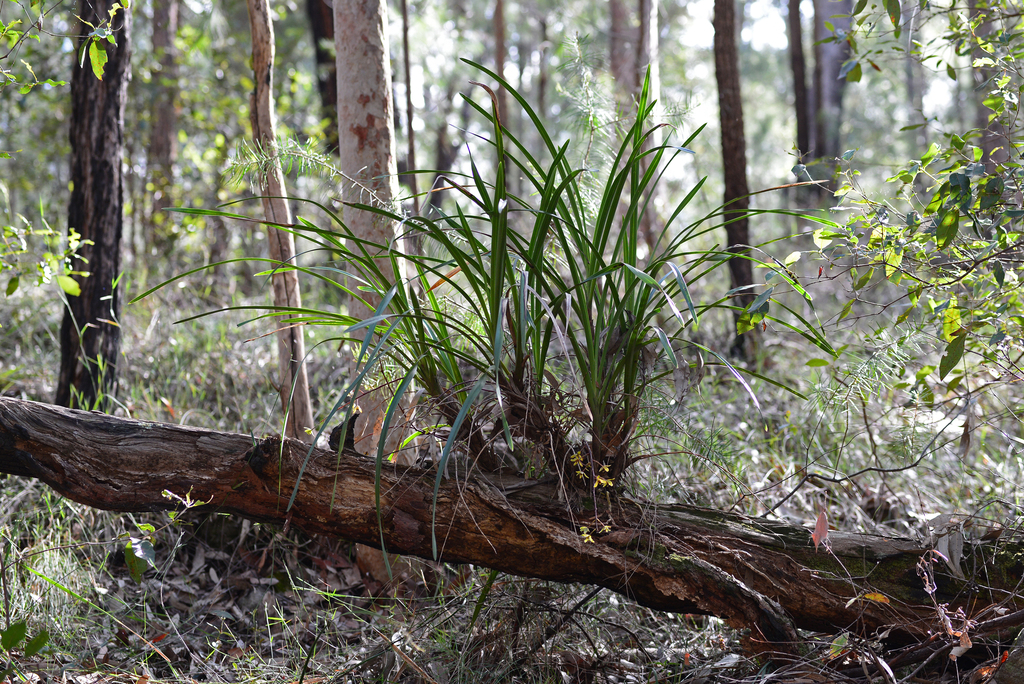 Snake Orchid from Glenbrook NSW 2773, Australia on November 19, 2020 at ...