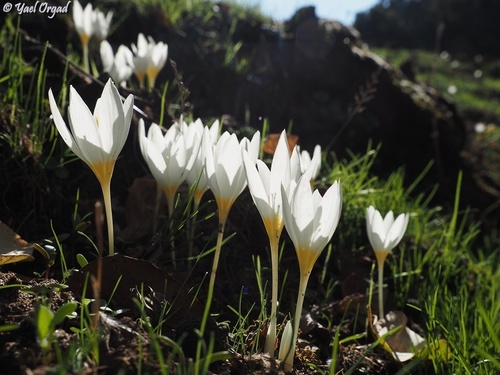 Crocus ochroleucus · iNaturalist Mexico