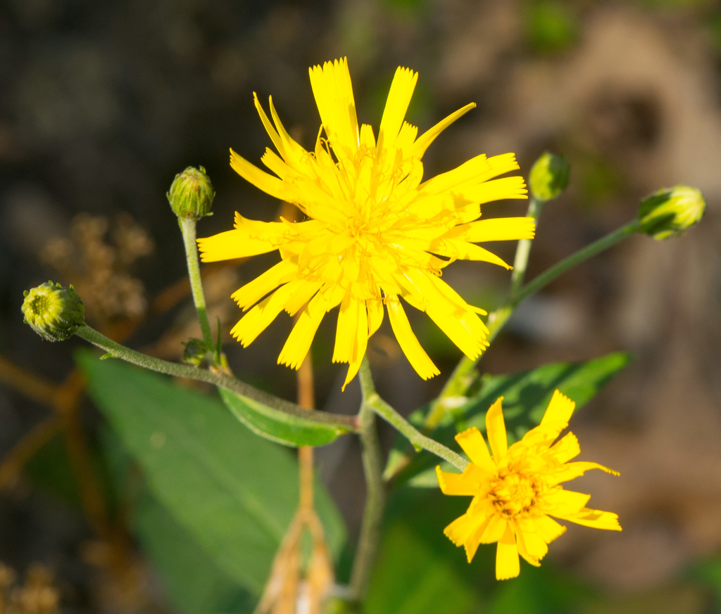 Canada hawkweed (Sand and Granitic Barren for Restoration Plantings ...