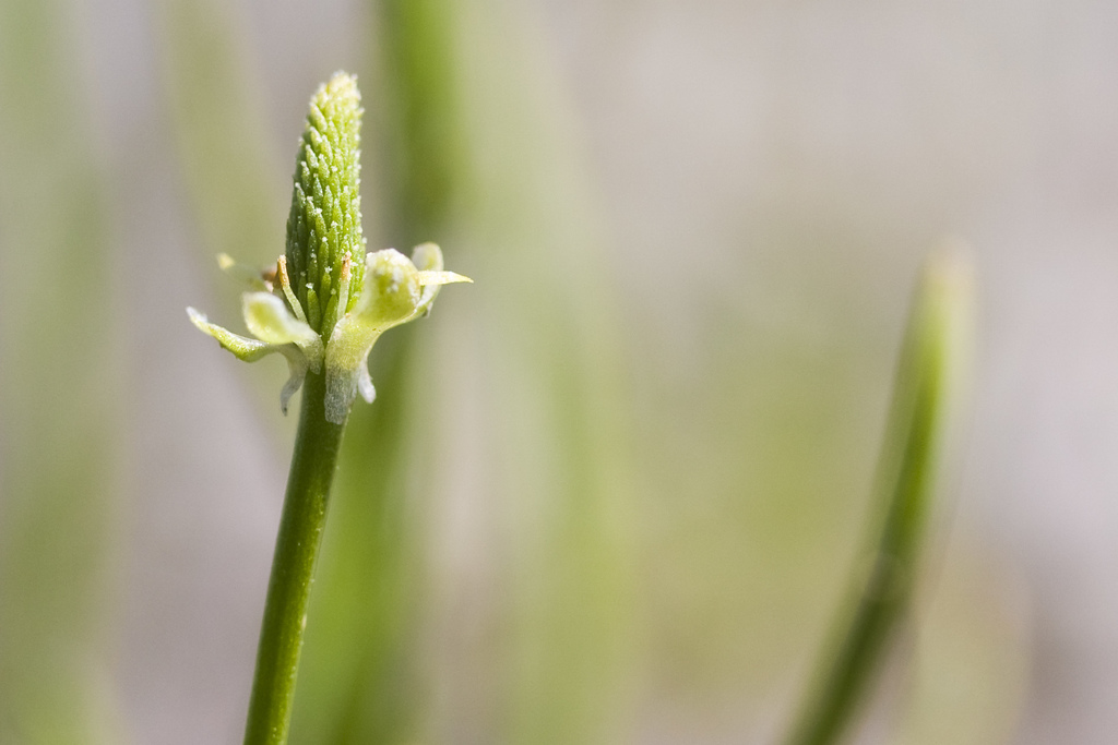 mousetail (Vernal Plant Species of the California South Coast Ranges ...