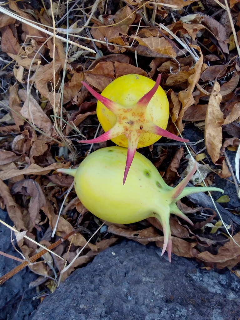 Jarilla caudata from Irapuato, Gto., México on November 20, 2020 at 10: ...