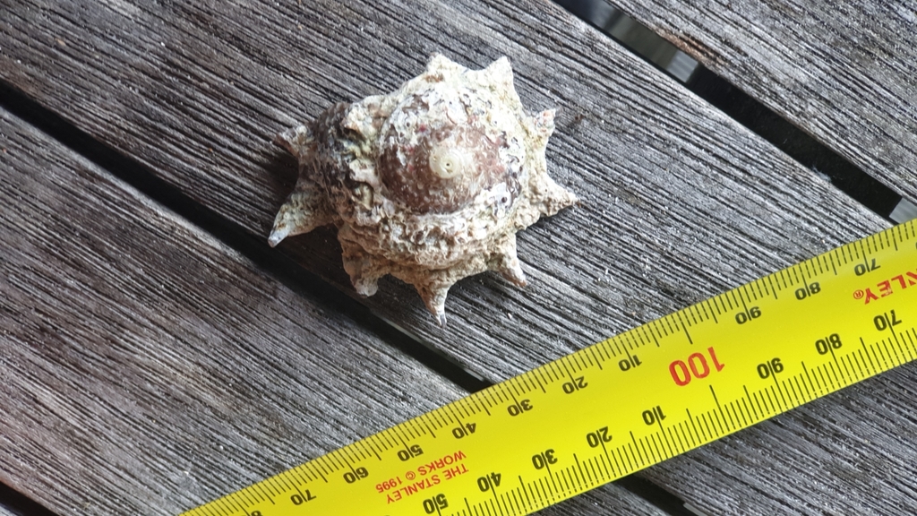 Circular Saw Shell from Northland 0484, Neuseeland on November 20, 2020 ...