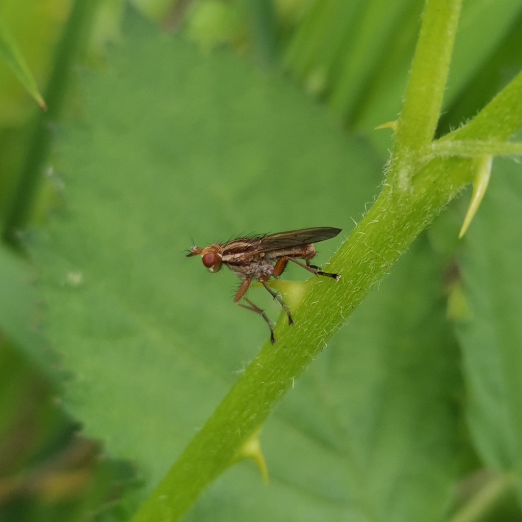 Marsh Flies from Temuco, Araucanía, Chile on November 20, 2020 at 06:43 ...