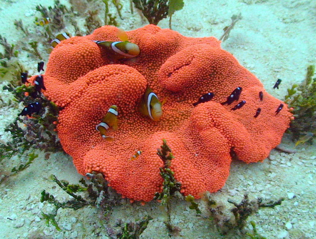 Three-band Anemonefish (Amphiprion tricinctus) - Marine Life Identification
