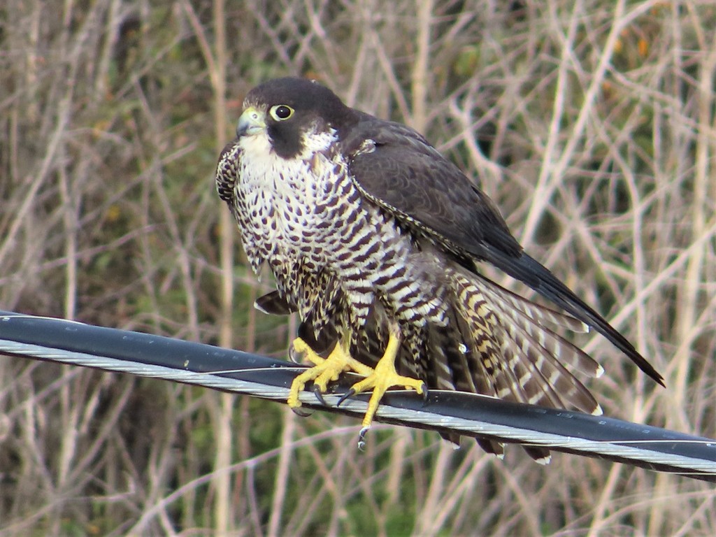 Peale's Peregrine Falcon from San Simeon, CA 93452, USA on November 20 ...