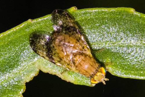 Tephritis baccharis · iNaturalist United Kingdom