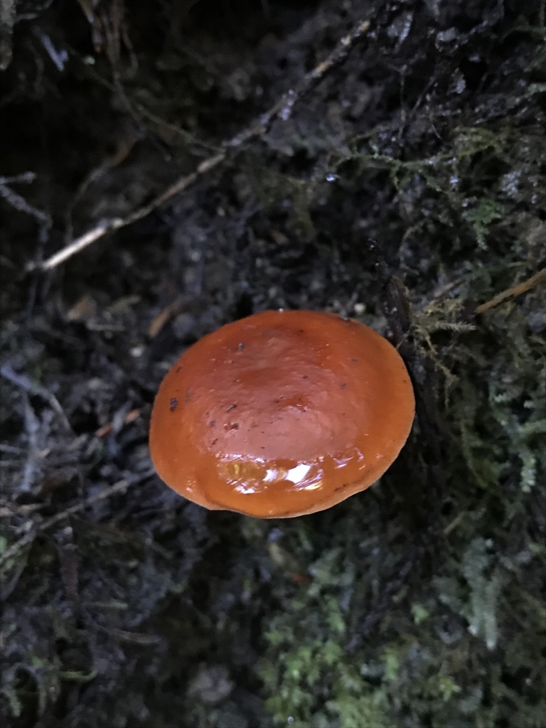 Lactarius subviscidus from Redwood National and State Parks, Trinidad ...