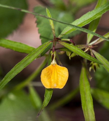 Spade Flower (Hybanthus enneaspermus) · iNaturalist