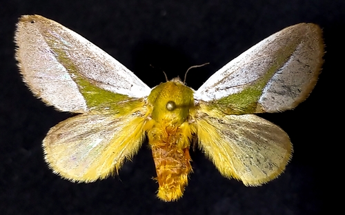 Latoia cineracea · iNaturalist