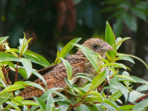 Lesser Coucal (Centropus bengalensis) - Avian Discovery