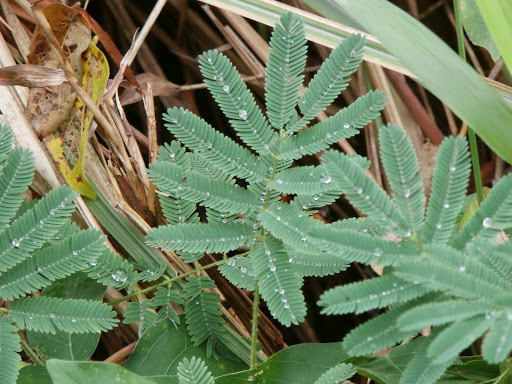 Giant False Sensitive Plant (Flora Singapore List M) · iNaturalist