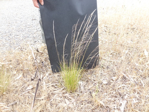 Subspecies Austrostipa scabra scabra · iNaturalist