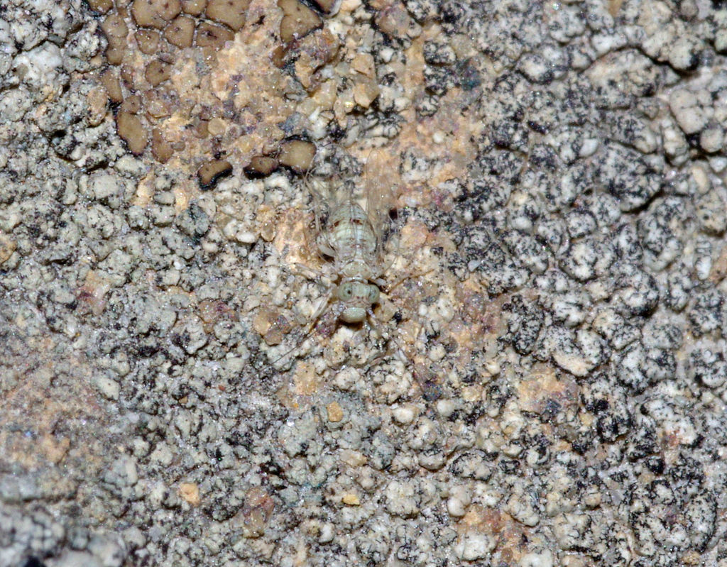 Barklice, Booklice, and Parasitic Lice from Ute Valley Park on ...