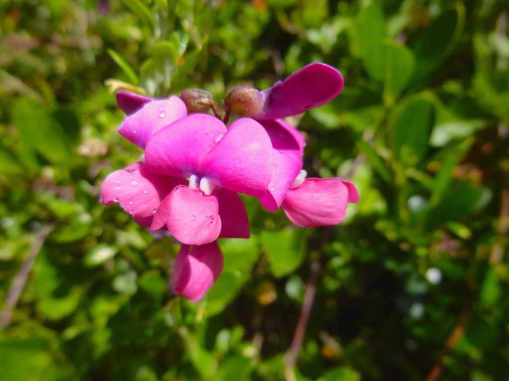 Okie bean from Sandy Point VIC 3959, Australia on September 26, 2020 at ...