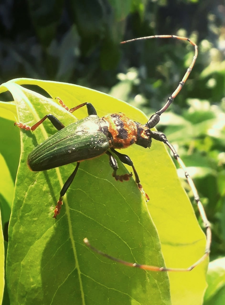Retrachydes thoracicus from São Leopoldo - RS, 93110, Brasil on ...