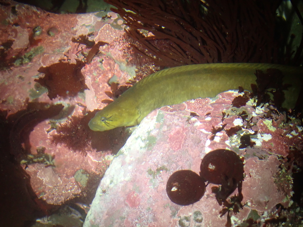 Rock Eel (Xiphister mucosus) - Marine Life Identification