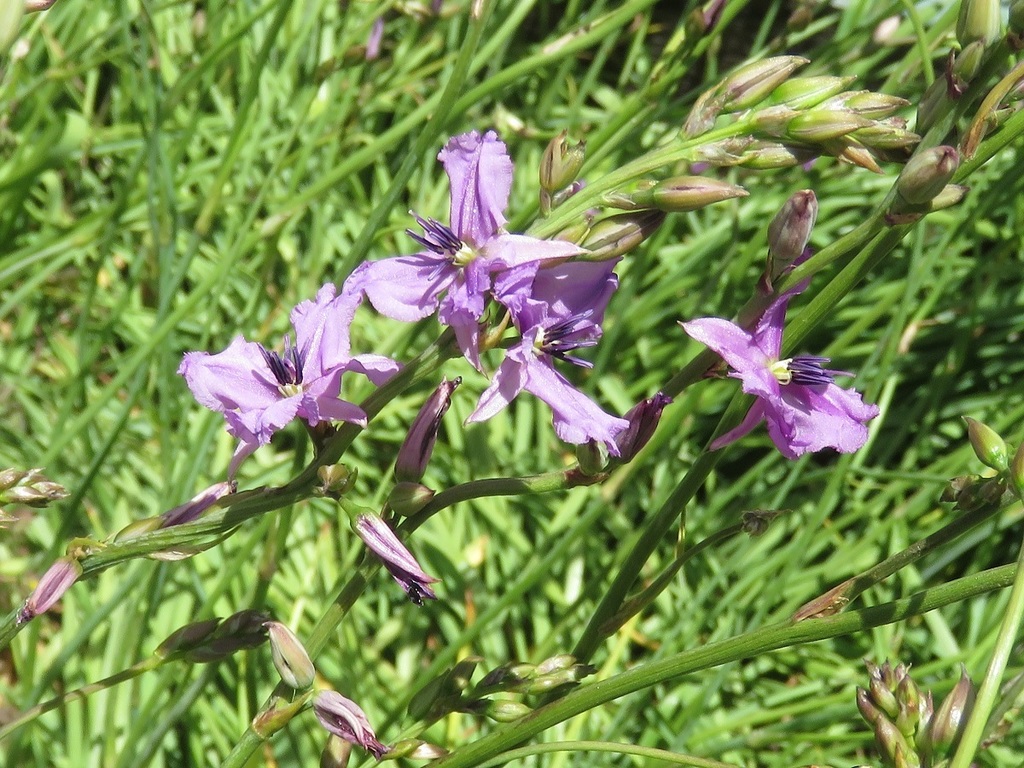 Nodding Chocolate Lily from Newnes State Forest NSW 2790, Australia on ...