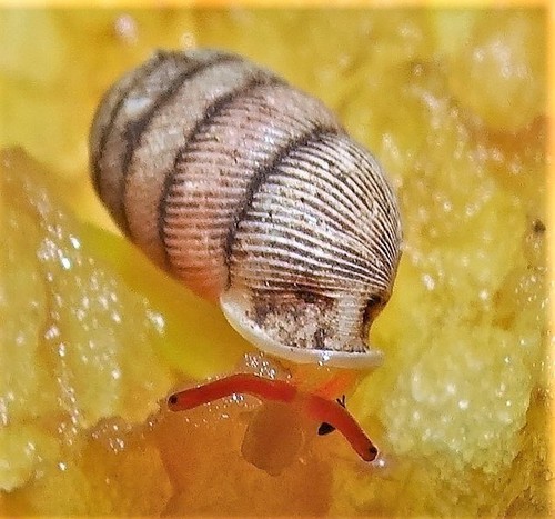 Subspecies Gulella gouldi gouldi · iNaturalist