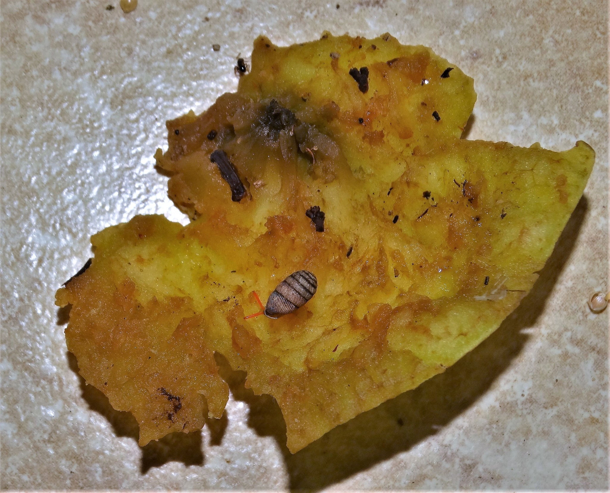 Gulella L.Pfeiffer, 1856