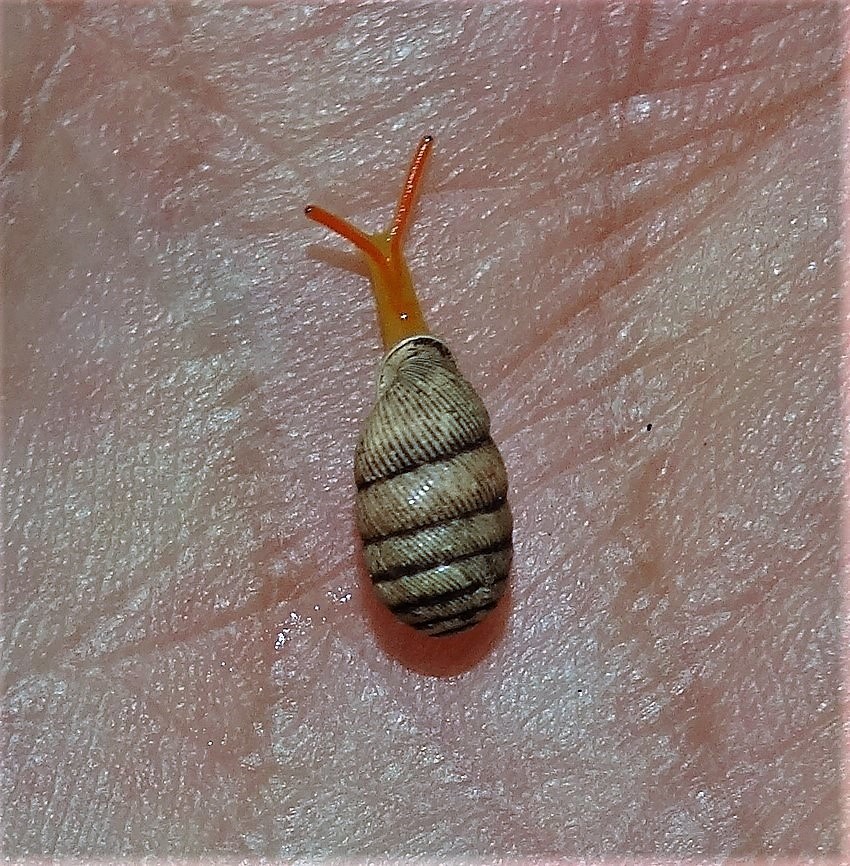 Gulella L.Pfeiffer, 1856