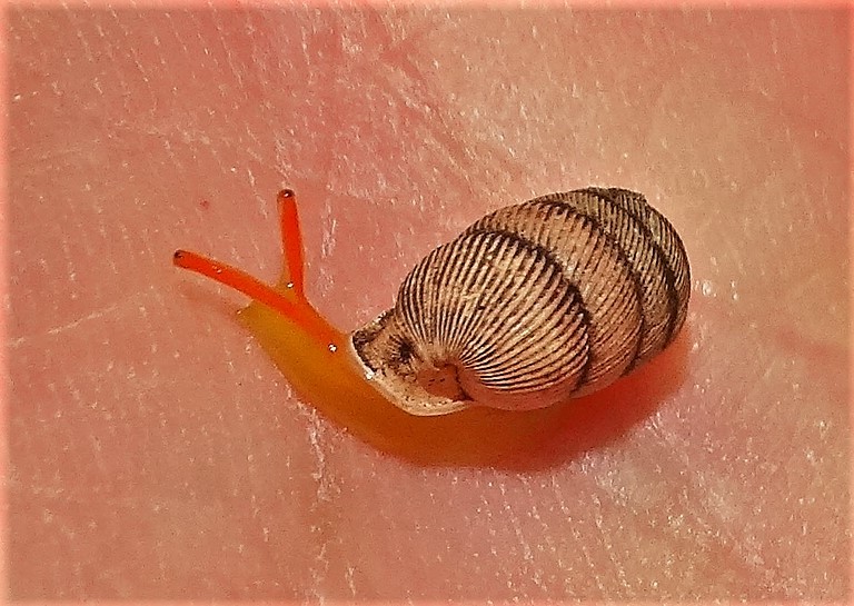 Gulella L.Pfeiffer, 1856