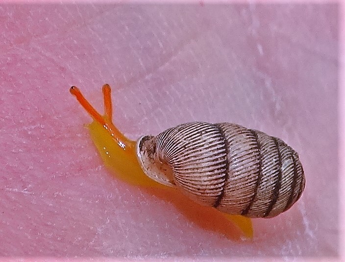 Gulella L.Pfeiffer, 1856