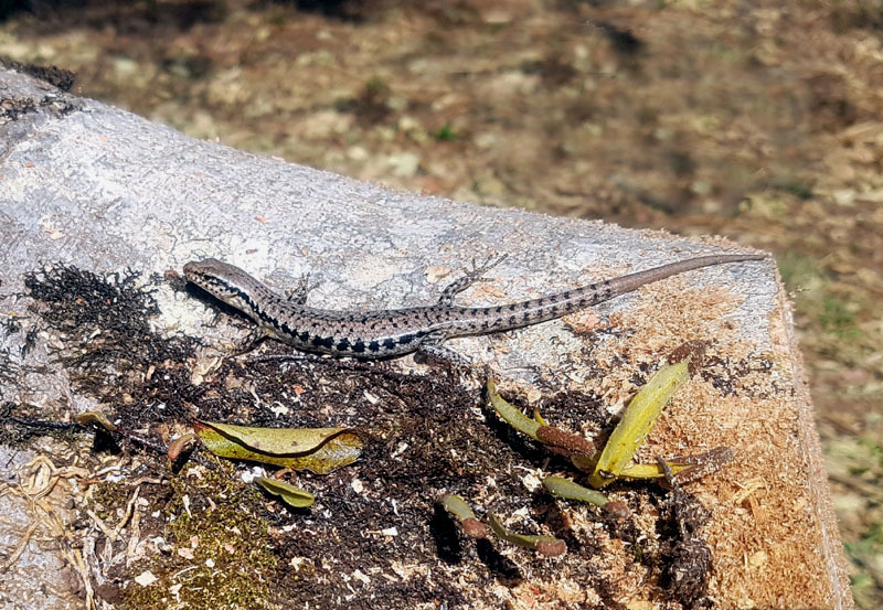 Bar-sided Skink in October 2020 by juliegraham173 · iNaturalist