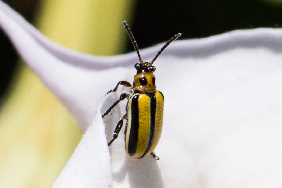 Lema trivittata Say, 1824