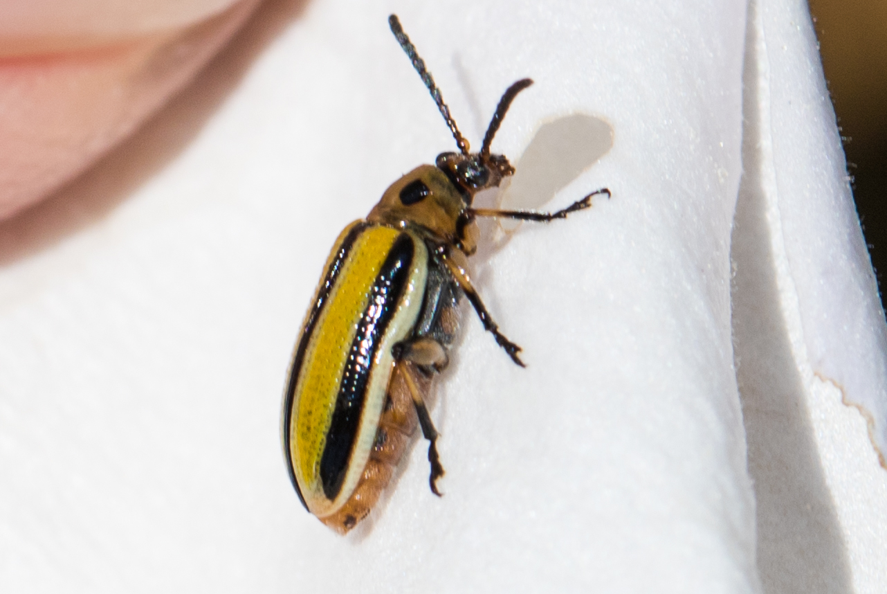 Lema trivittata Say, 1824