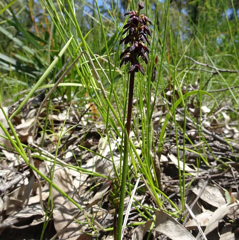 Genoplesium vernale D.L.Jones