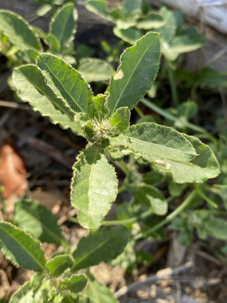 Hairy Joyweed (Native lawn weeds of Brisbane) · iNaturalist Australia
