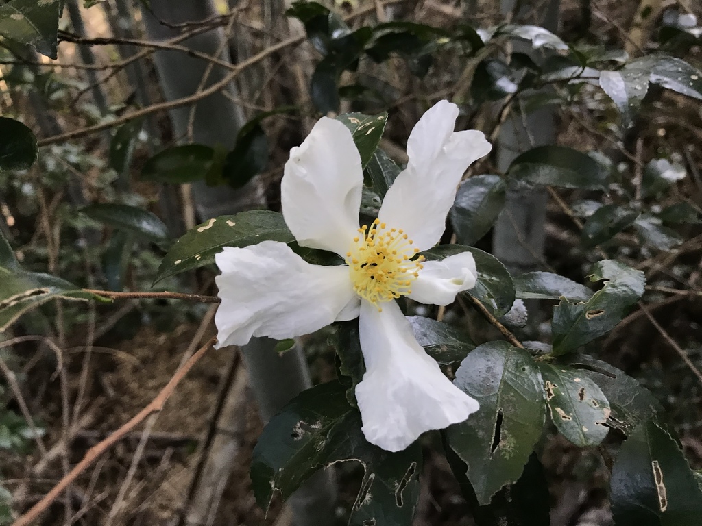 camellia family (Theaceae) - Botanical Realm