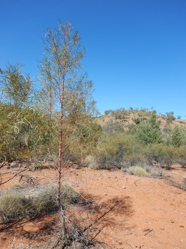 Codonocarpus pyramidalis · iNaturalist