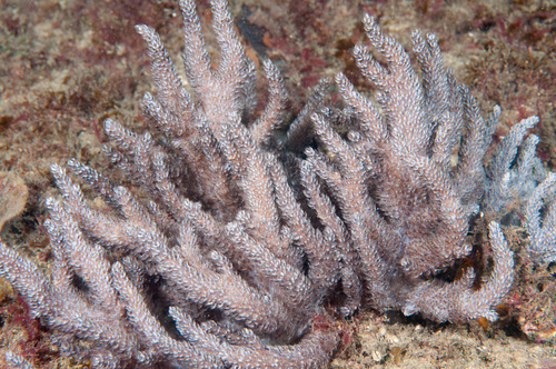 género Capnella · NaturaLista Colombia