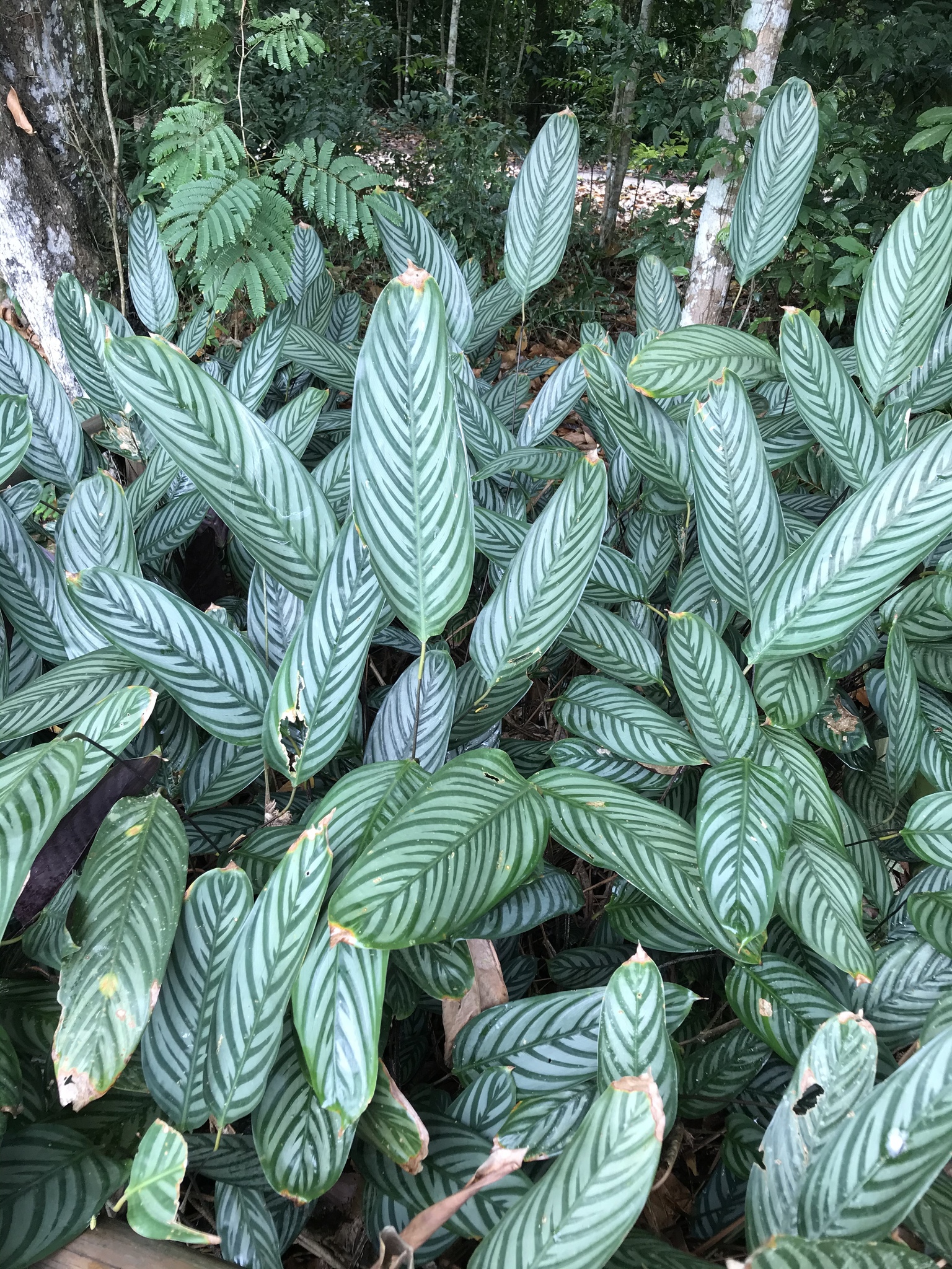 Ctenanthe setosa (Roscoe) Eichler