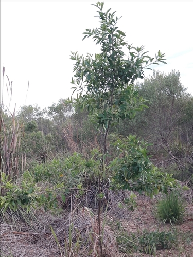 Helietta apiculata · iNaturalist